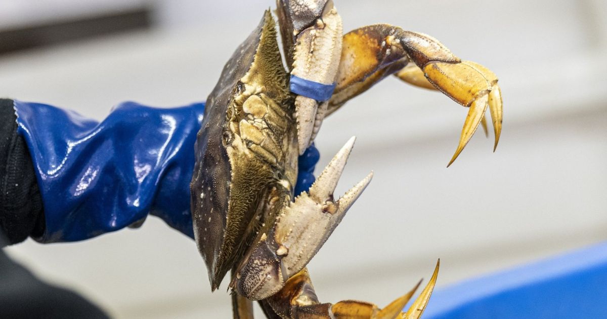 No crabs, no scallops: Seafood is vanishing from menus in U.S. | The ...