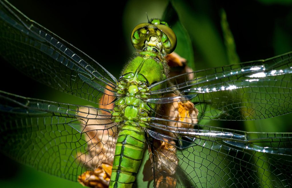 Colossal Dragonfly Perfect World