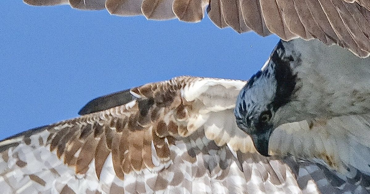 An osprey uses its laser focus to scan the Union Bay area for a meal ...