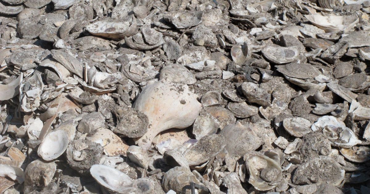 Diners’ discarded shells help establish new oyster colonies | The ...