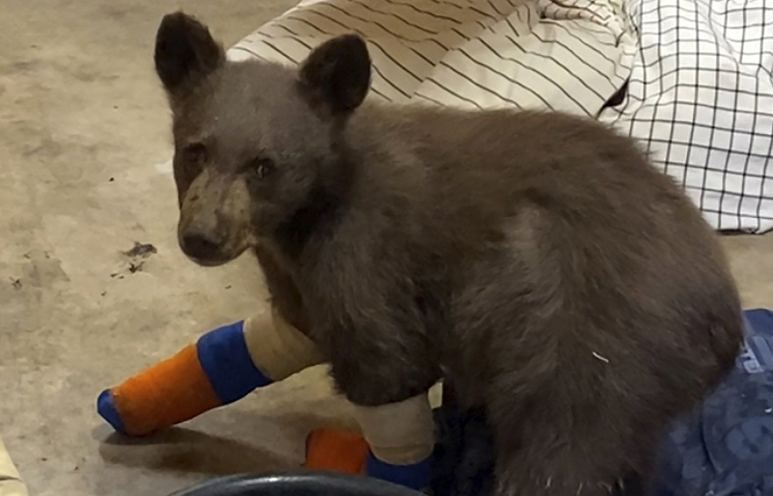 Faith E. Pinho | The Seattle Times