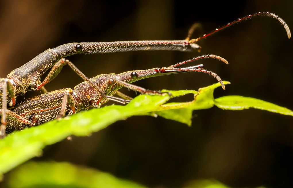 Giraffe Weevil The Giraffe Necked Weevil !! A Beautiful Insect From