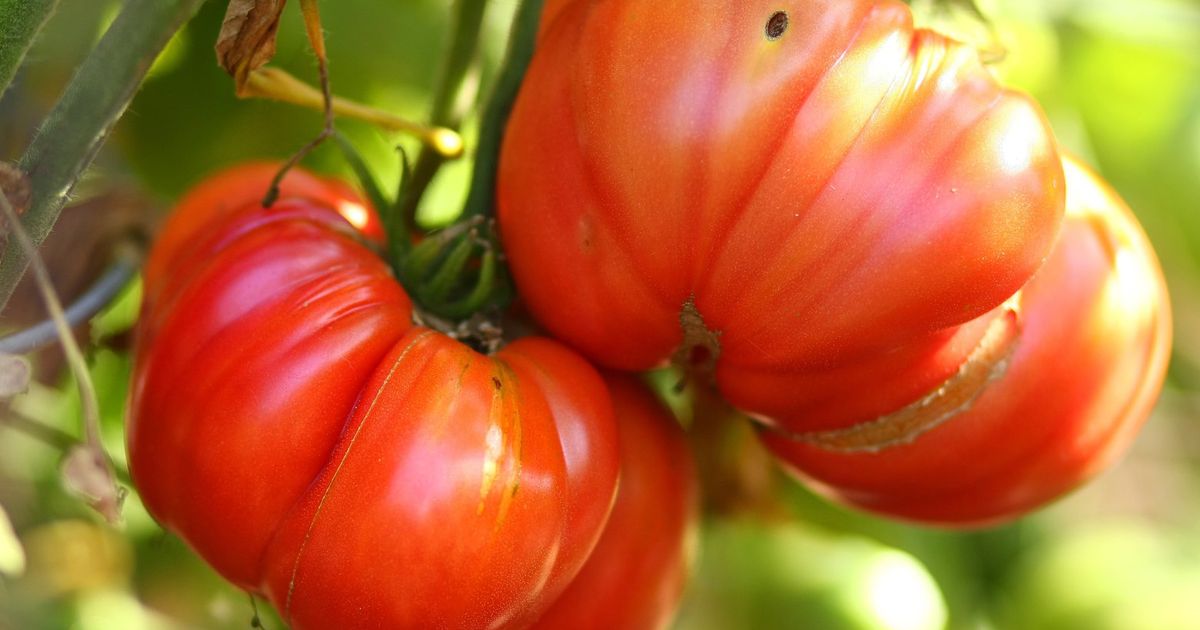 Late-season garden hacks for pulling every last tomato from the vine ...