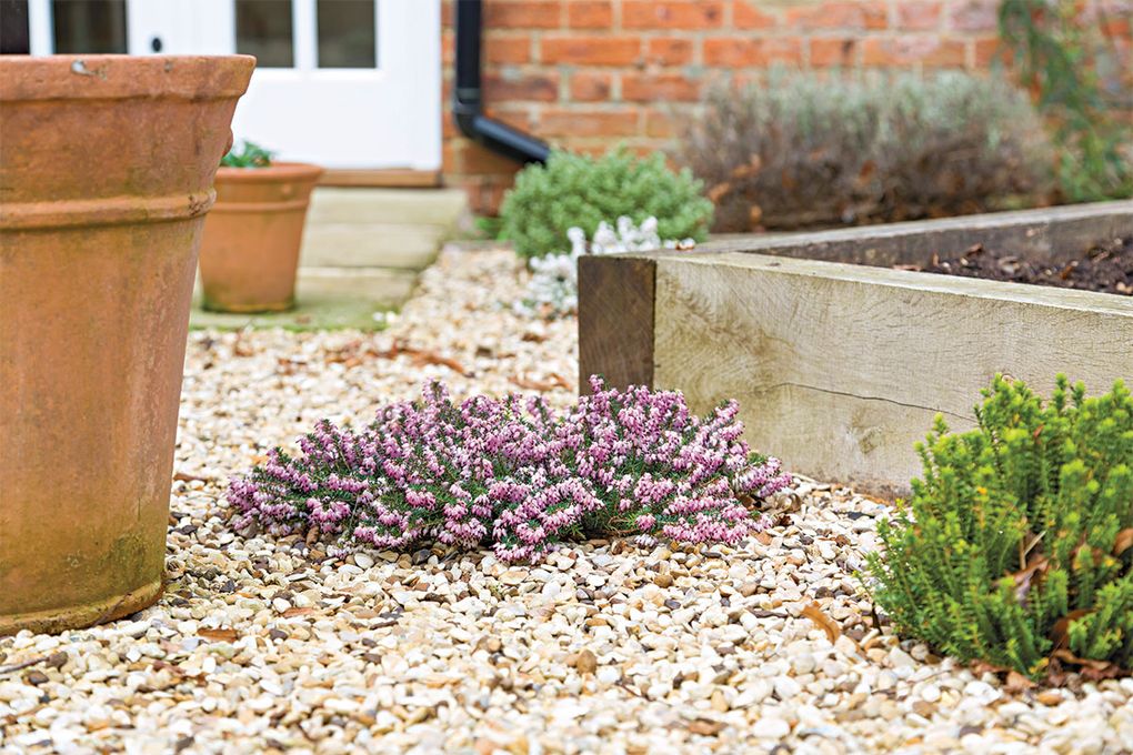 Drought Resistant Plants For Landscaping Drought Tolerant Plants: Our