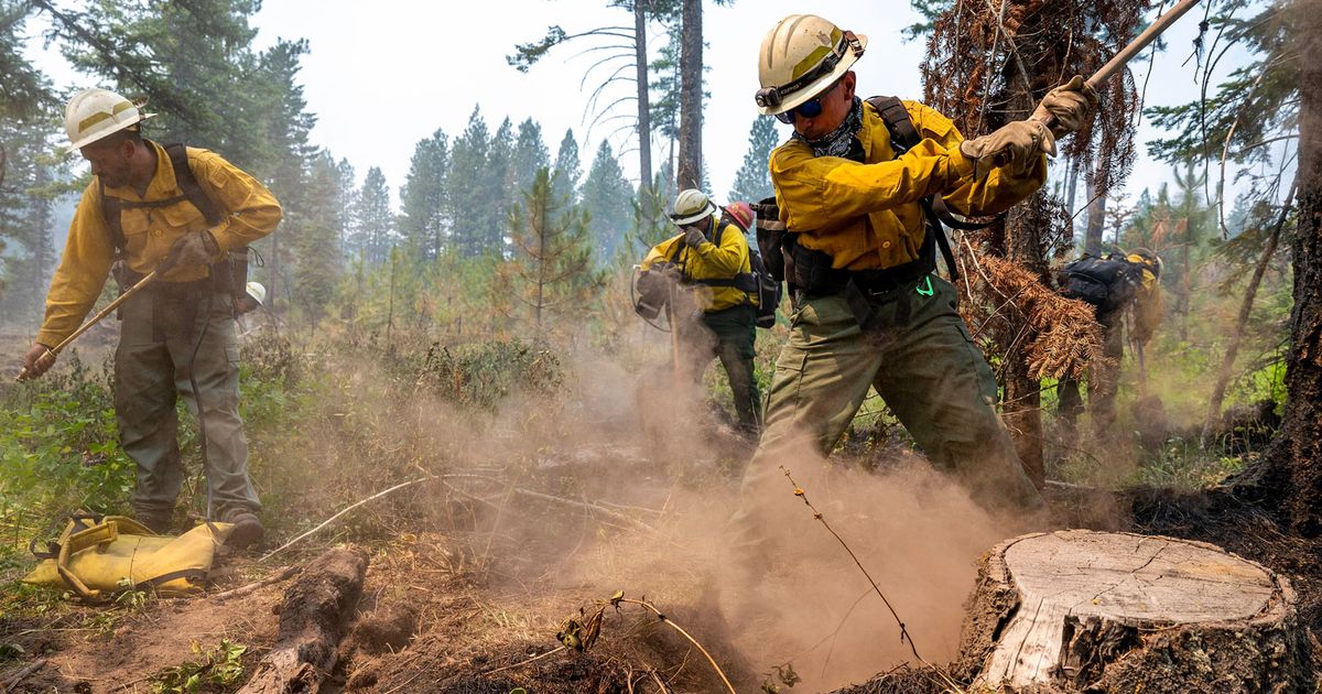 How we can restore forests, increase fire resilience and protect ...