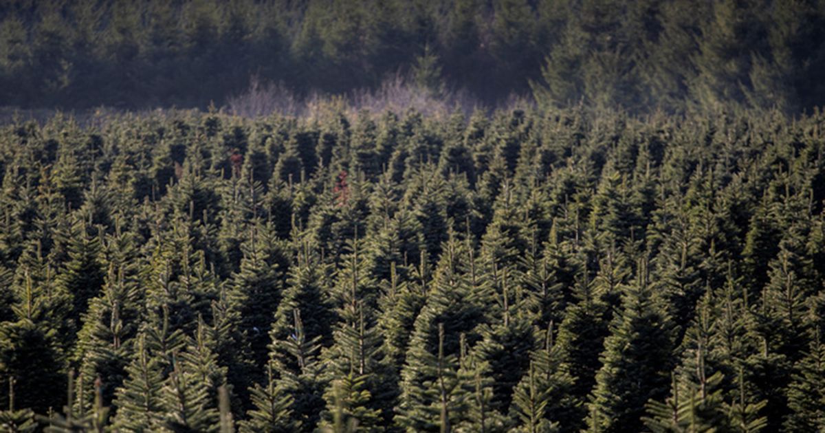 Trees get sunburn, too: Coastal range forests see damage from heat ...