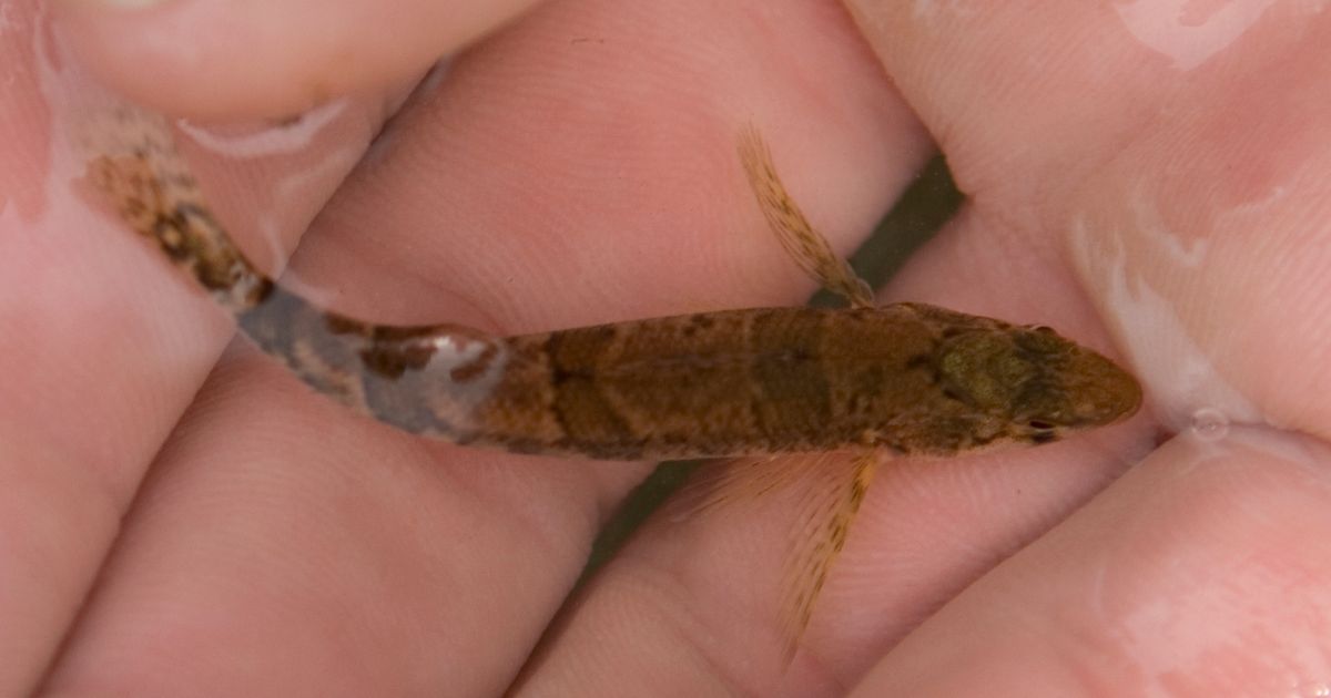 Snail darter, tiny and notorious, is no longer endangered | The Seattle ...