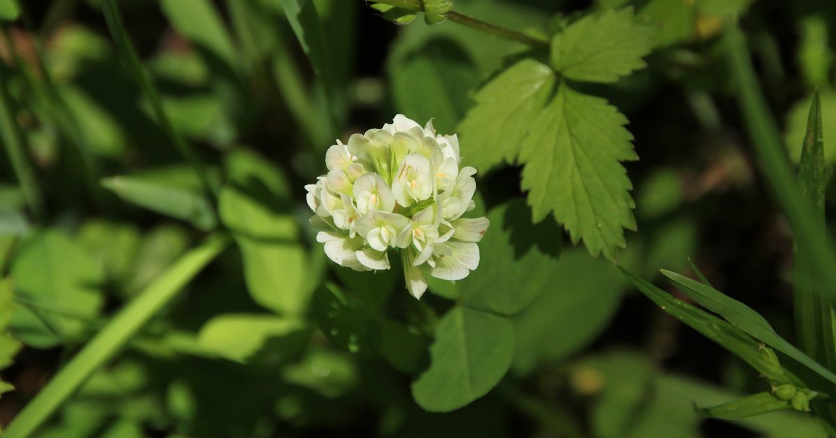 Native clover species being dropped from endangered list | The Seattle ...