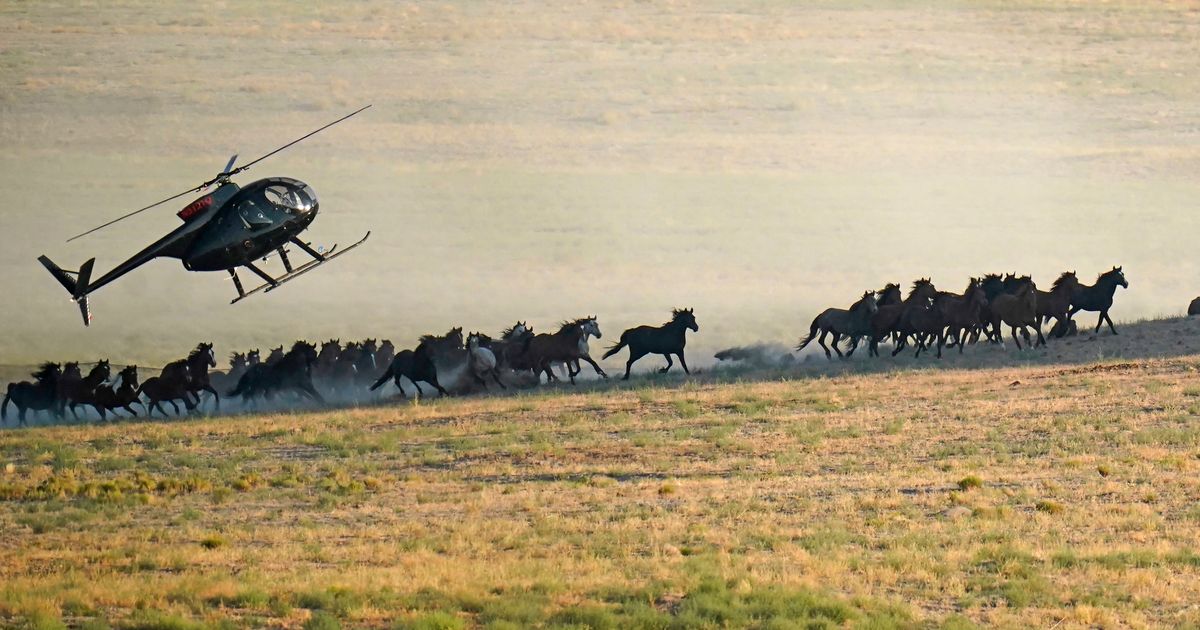 Wild horse roundups ramping up as drought grips the US West | The ...