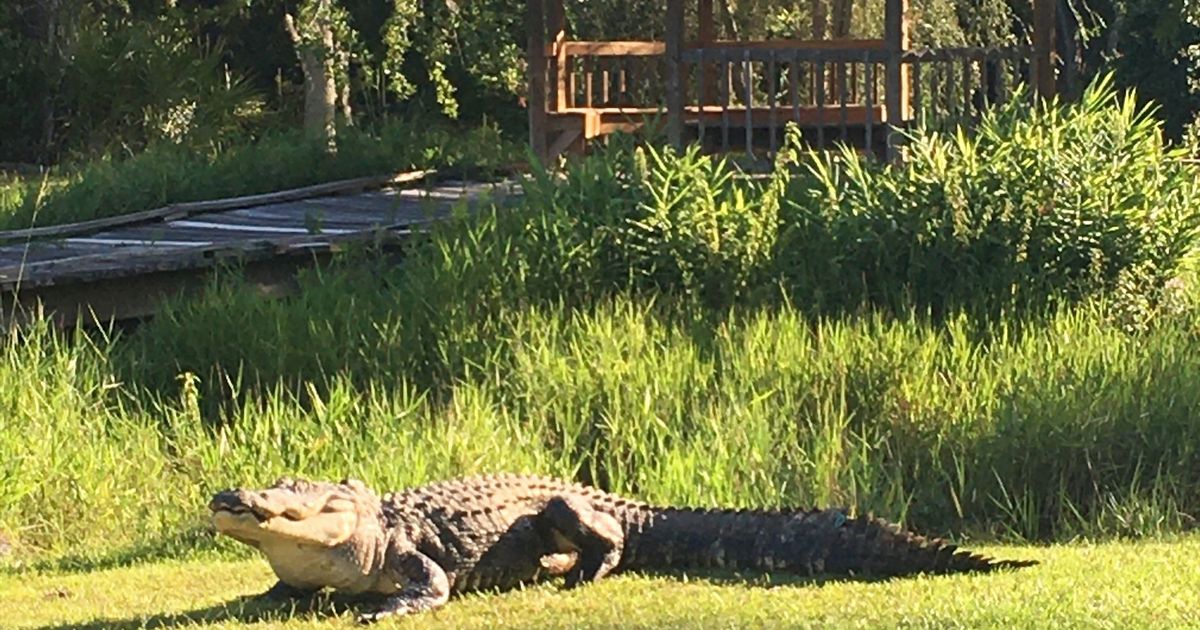 Okefenokee Joe, ‘an amazing old’ alligator named after a Georgia singer ...