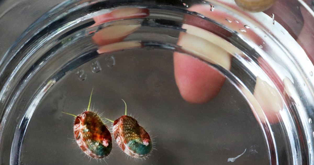 Recovery effort aims to restore pinto abalone mollusks that once ...