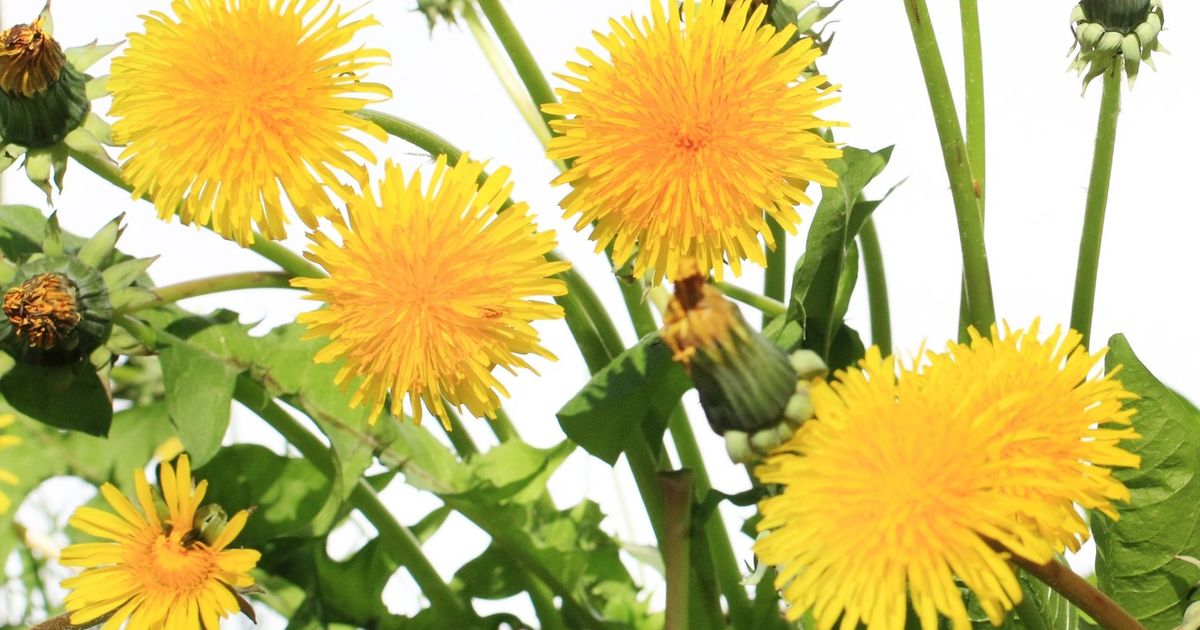 5 weeds a Northwest horticulturist says you should try eating | The ...