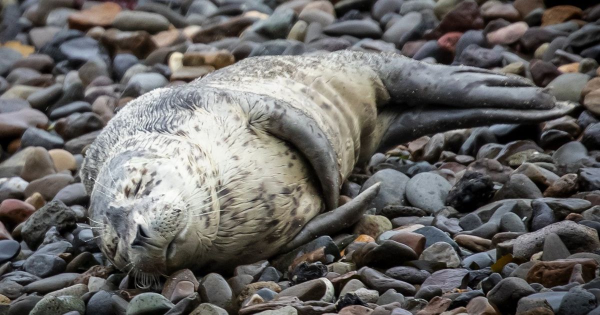 Injured harbor seal pup rescued on West Seattle beach | The Seattle Times