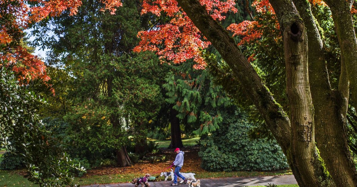 11 things to do in the Seattle area this weekend | The Seattle Times