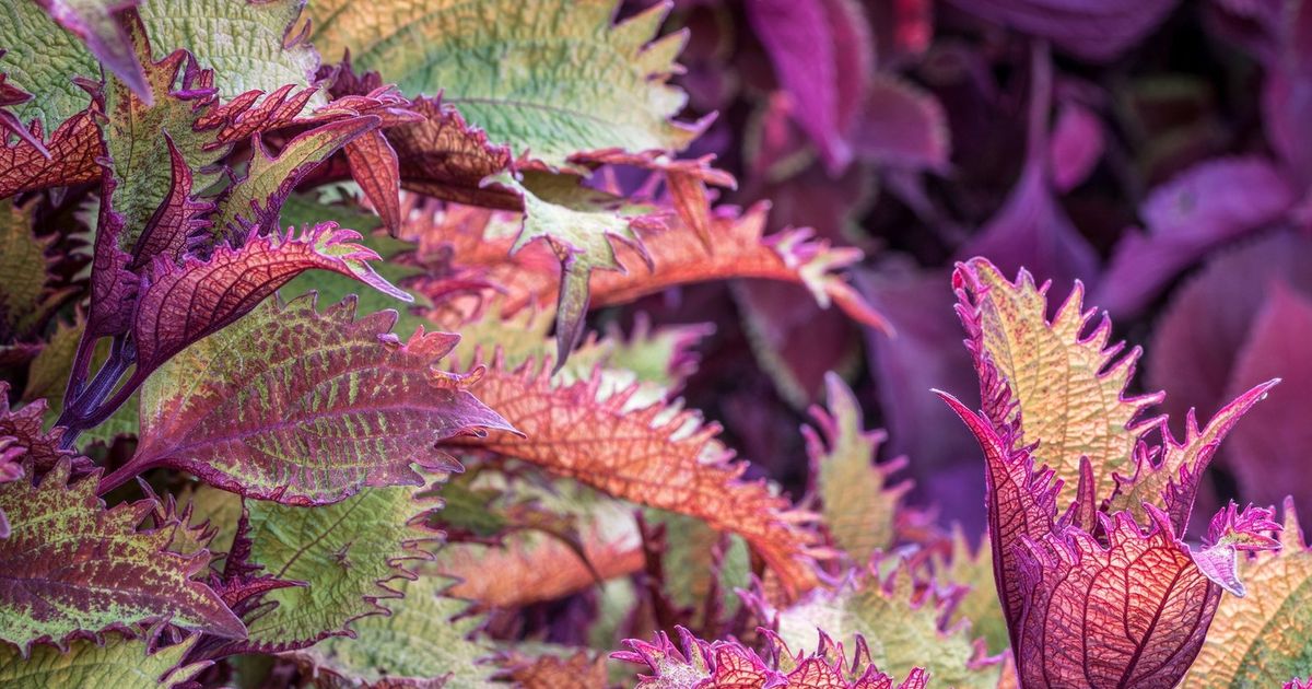 How to overwinter your garden plants with little fuss and much success ...