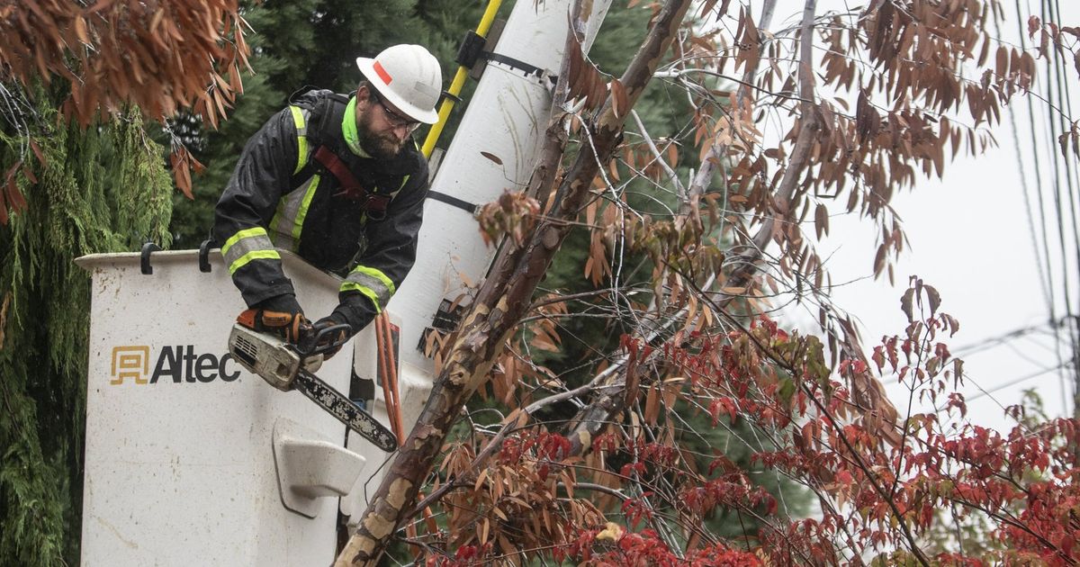 Bomb cyclone winds stressed Pacific Northwest trees early this year ...