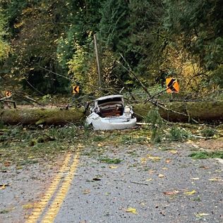 Two people dead after tree falls on their car near Issaquah in Sunday’s ...