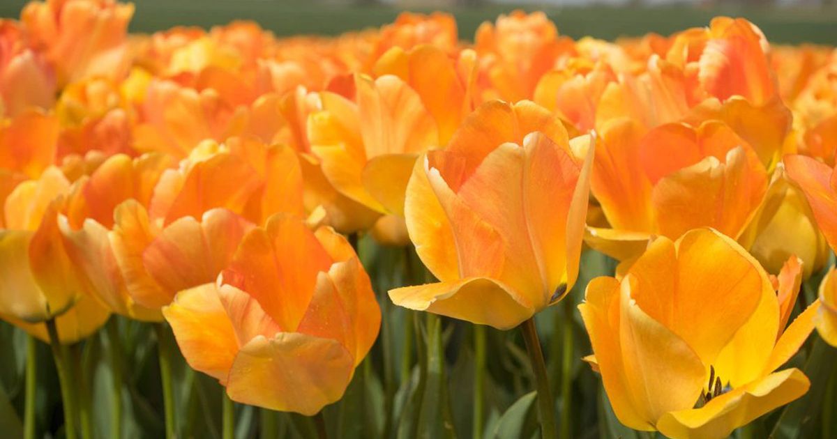 Tulips: Indulge in the colors and forms of the spring classic | The ...