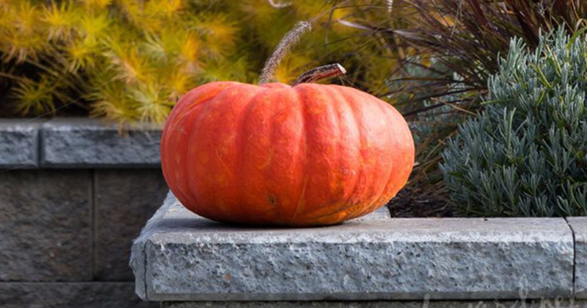A fall garden built around colorful evergreen and deciduous foliage ...