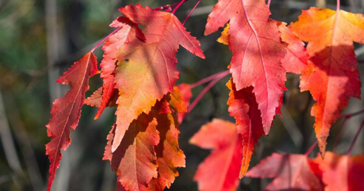 Flame Amur maple might be scruffy, but it has moments of fiery glory ...
