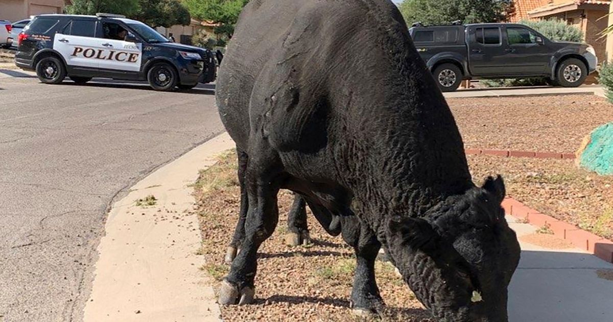Arizona police and local ranchers help catch a roaming bull | The ...