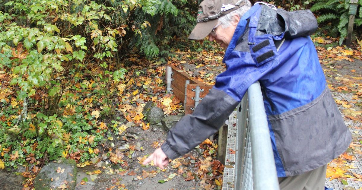 Seattle’s Carkeek Park is one of the best places to watch the salmon ...
