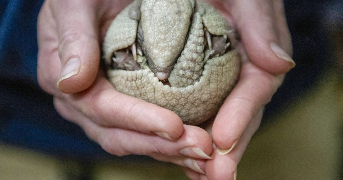 ‘Little ball of cuteness’: Newborn armadillo pup arrives at Tacoma zoo ...