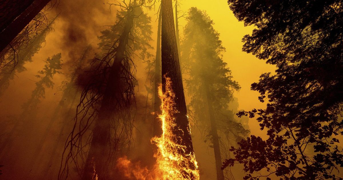 Wildfires torched up to a fifth of all giant sequoia trees | The ...