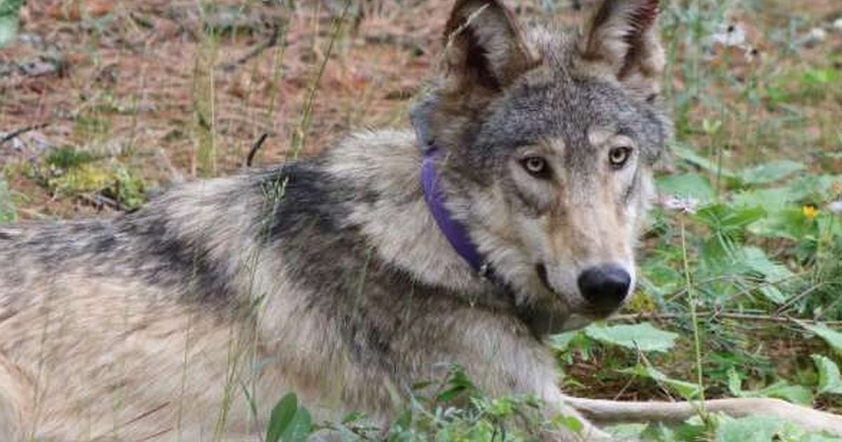 Oregon-born gray wolf dies after ‘epic’ California trek | The Seattle Times