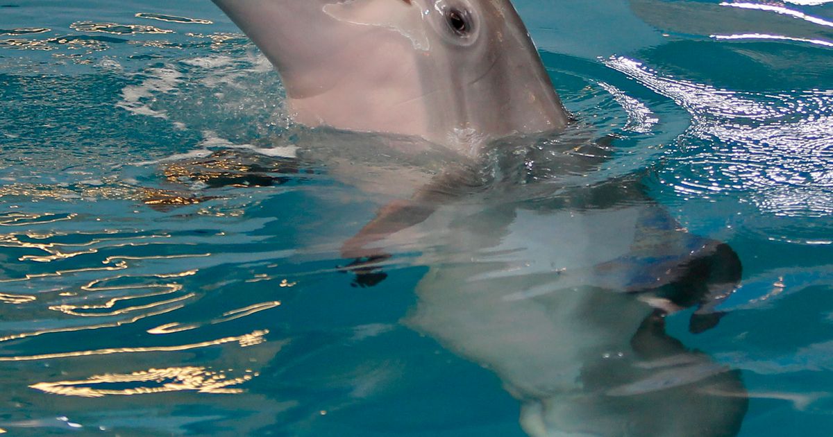Beloved ‘Dolphin Tale’ star Winter dies at Florida aquarium | The ...