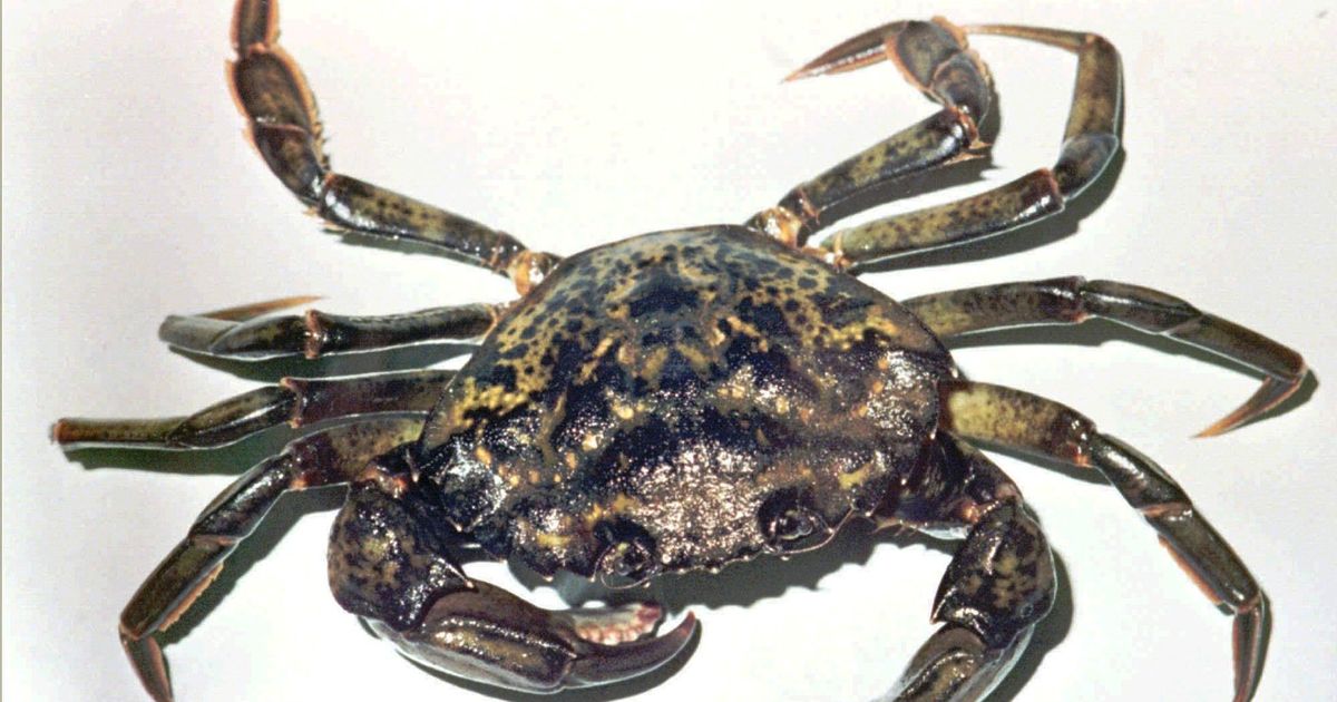 Lummi Nation declares disaster after invasive crab arrives | The ...