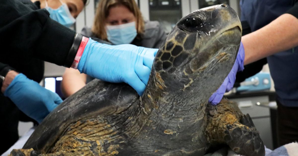 Shi Shi the sea turtle makes steady improvement after rescue from ...