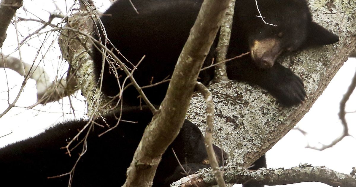 Mama bear, cubs spotted napping in tree in Va. neighborhood | The ...
