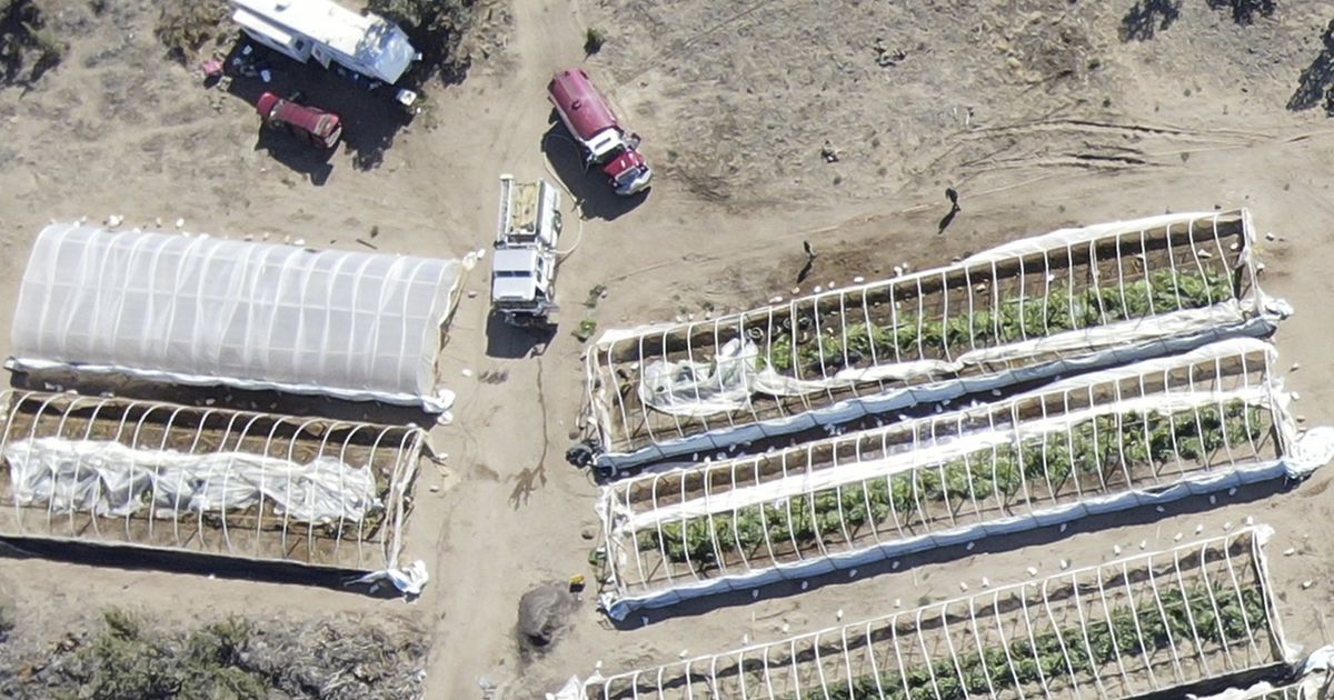 Correction: Oregon-Marijuana story | The Seattle Times