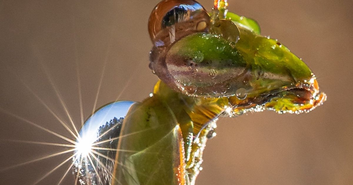 This glistening insect sparkles in a spectacularly detailed macro ...