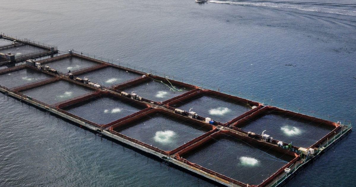 Washington state Supreme Court OKs steelhead farming for Cooke ...