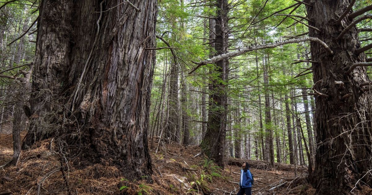 California redwood forest returned to Native American tribes | The ...