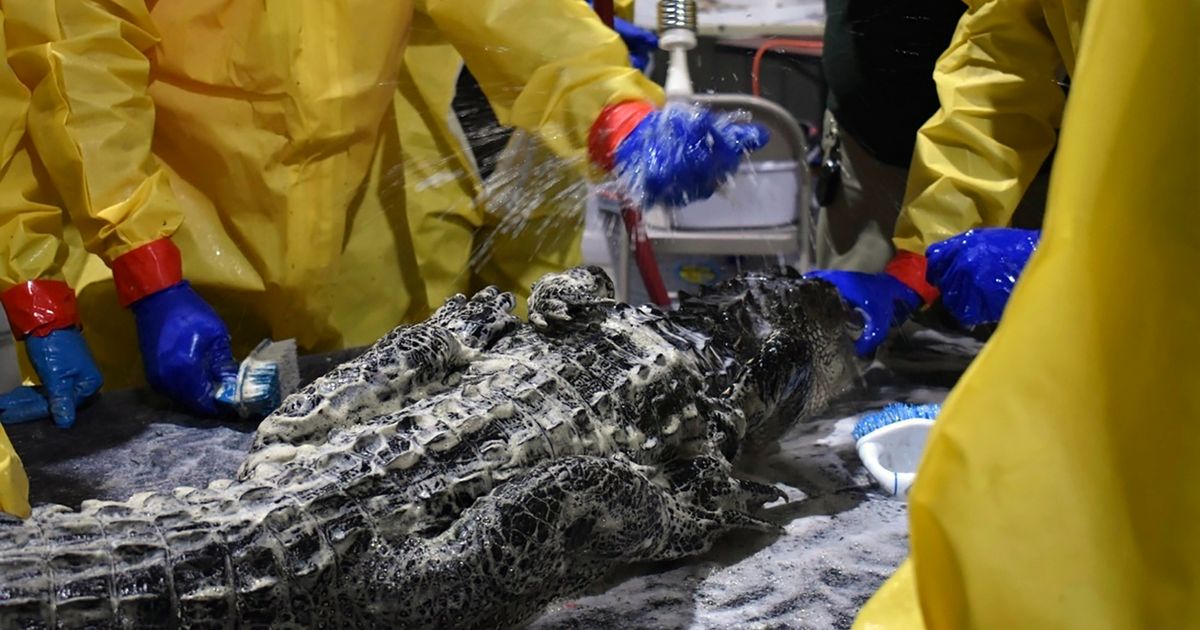 Gators fouled by diesel spill get a scrubbing, teeth cleaned | The ...