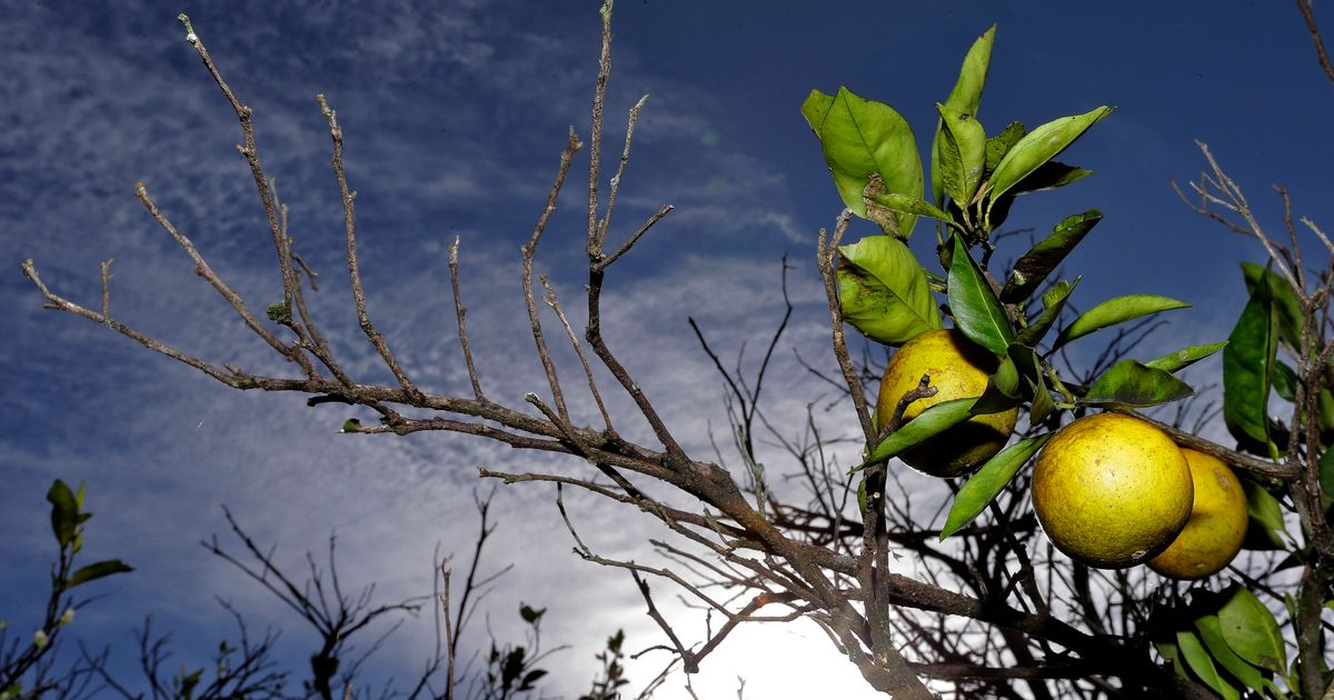 Owners to get $42 million for citrus trees Florida destroyed | The ...