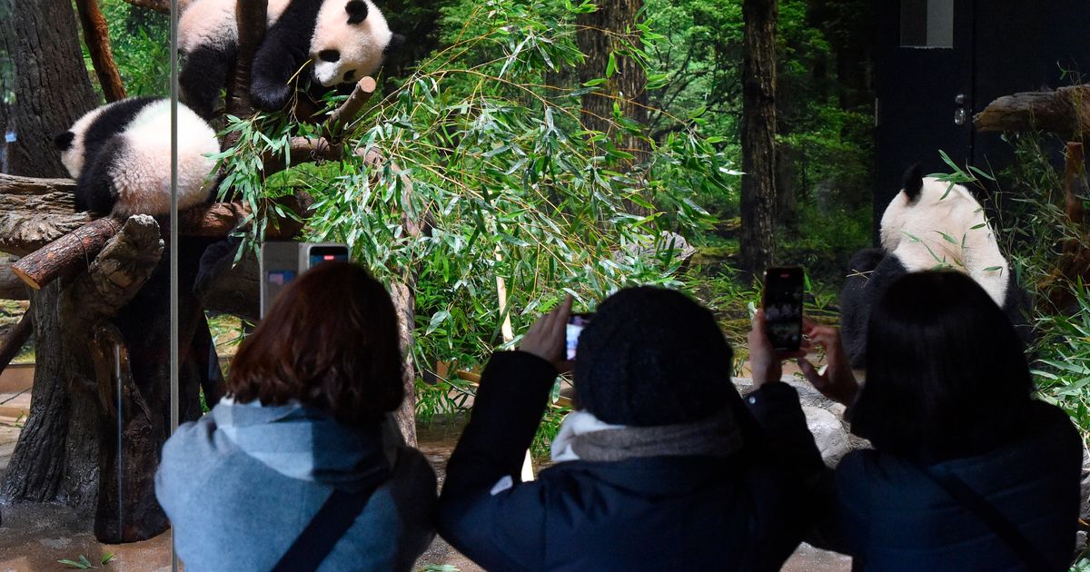 Twin panda cubs debut at Tokyo zoo, woo devoted fans | The Seattle Times