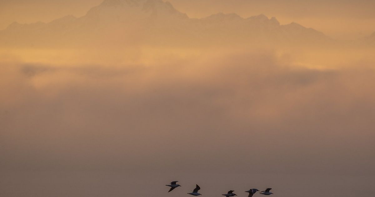 3 birds to listen for this weekend as Seattle area enjoys ‘false spring ...