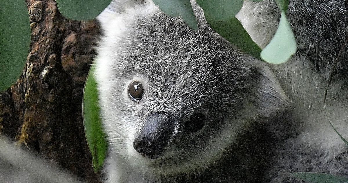 Koala declared endangered as disease, lost habitat take toll | The ...