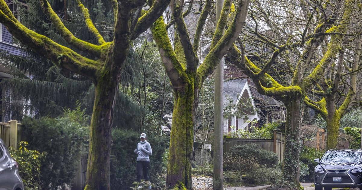 As peak moss season begins in WA, here’s what you need to know | The ...