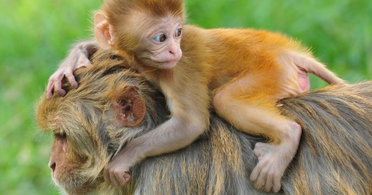 Elon Musk’s Neuralink lab monkeys: Doctors group alleging abuse opens ...