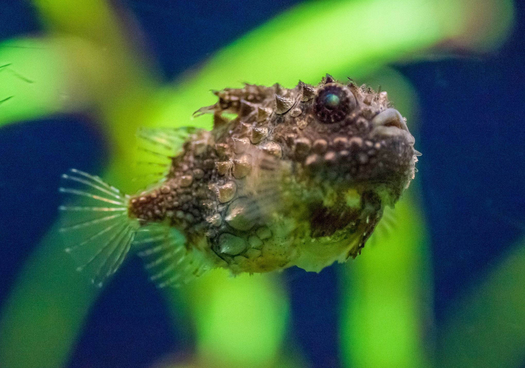 Lumpsucker: The Fish That Sticks to Survive – New and Tips