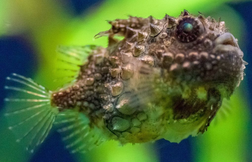 Photo Scanner Lumpsucker The Pacific Spiny Lumpsucker Is A Clumsy,