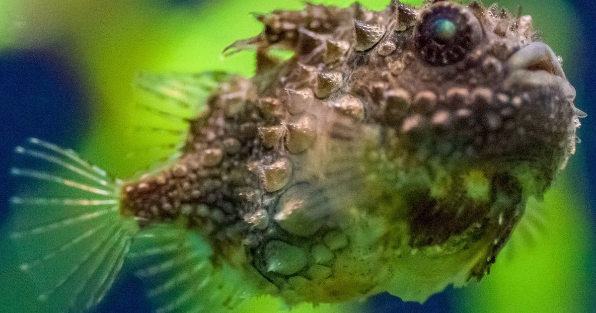 Seattle Aquarium debuts new ‘swimming golf balls’ fish exhibit | The ...