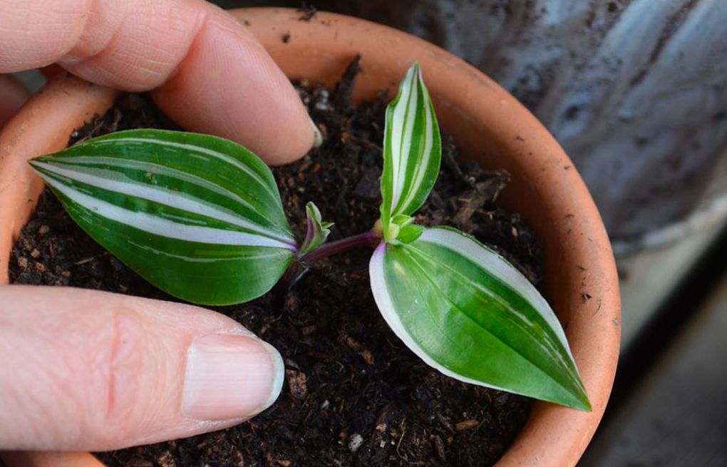 Alex Groves | The Seattle Times