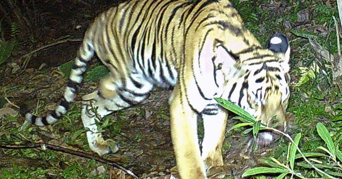 Thai wildlife group says tiger missing a leg needs help | The Seattle Times