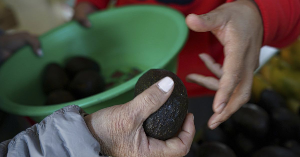 Mexico says conspiracy behind avocado ban; US cites violence | The ...